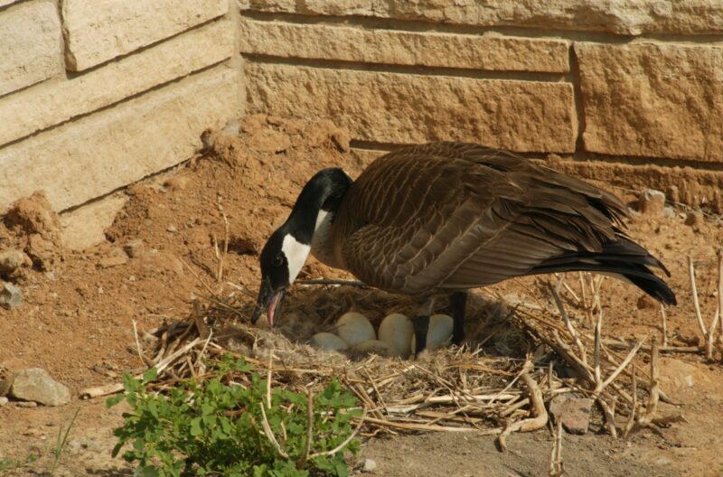 Wildlife Control - High Country Wildlife