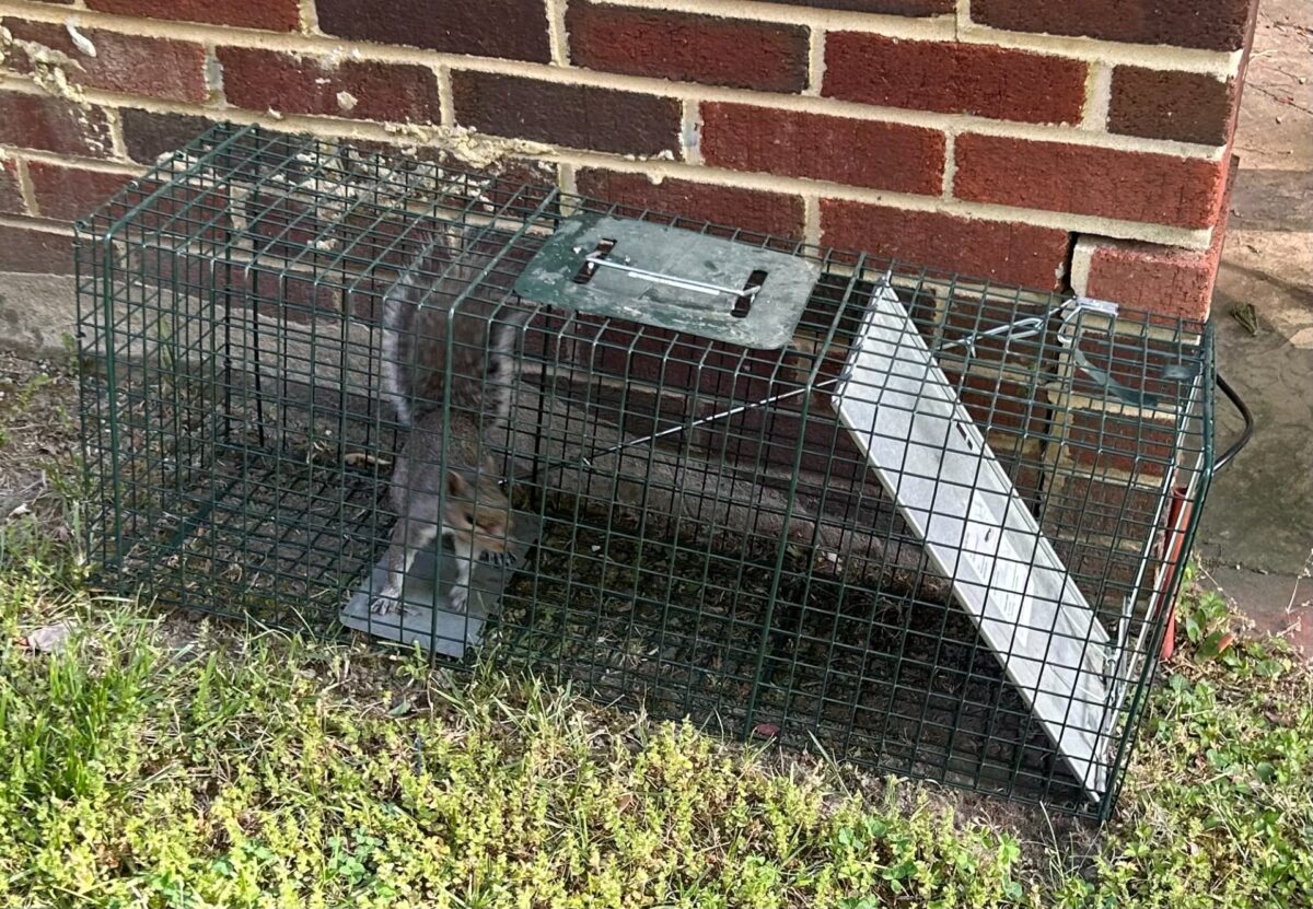 Professional Trapping and Removal - High Country Wildlife